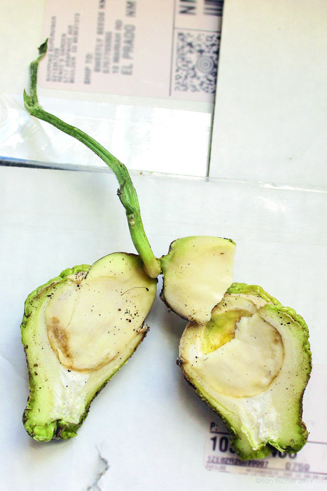 Chayote Growing and Profile – Mother Earth Gardener